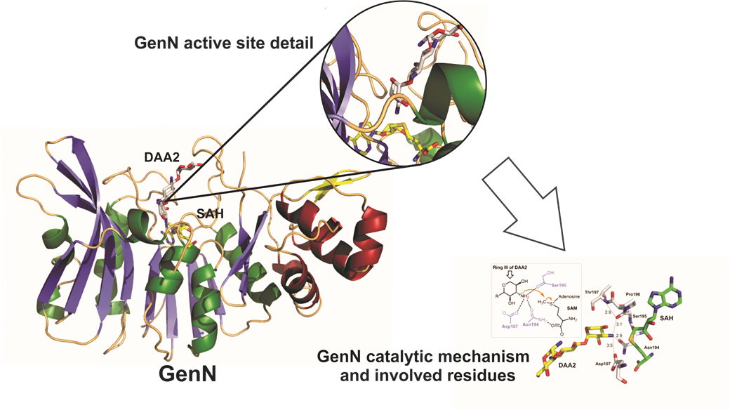 genN - Departamento de Microbiologia